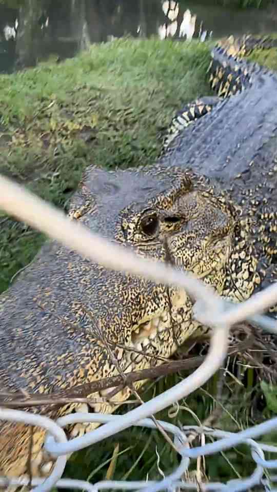 Hungry crocodiles!