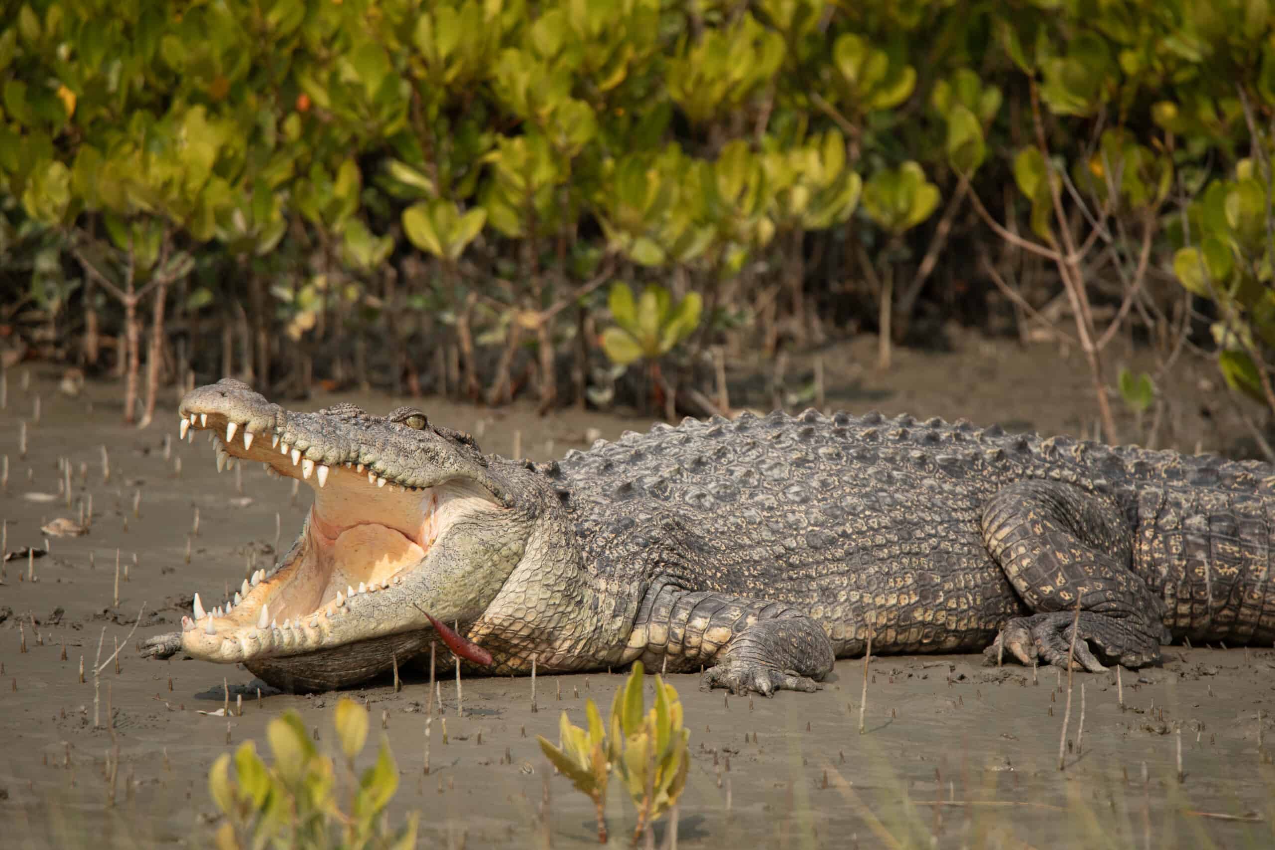 How big is the largest saltwater crocodile ever recorded?