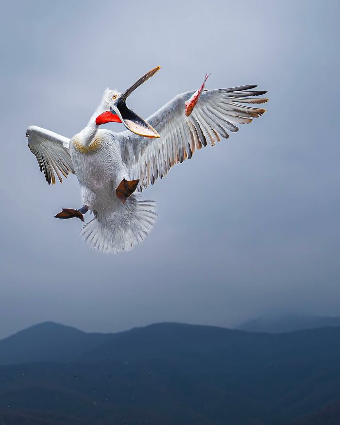 30 powerful animal photos that show wildlife from up close