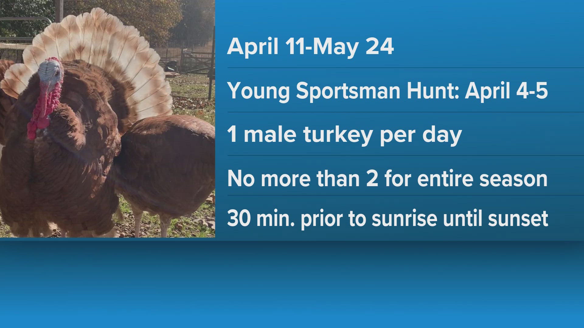 Spring turkey hunting season opens April 11