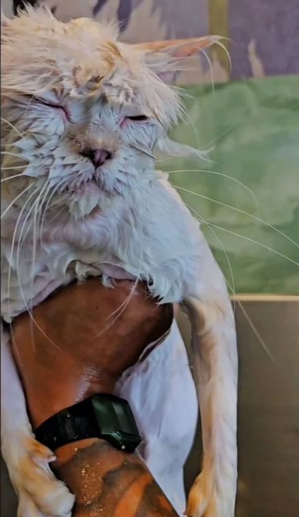 Oracle the smiling cat after grooming