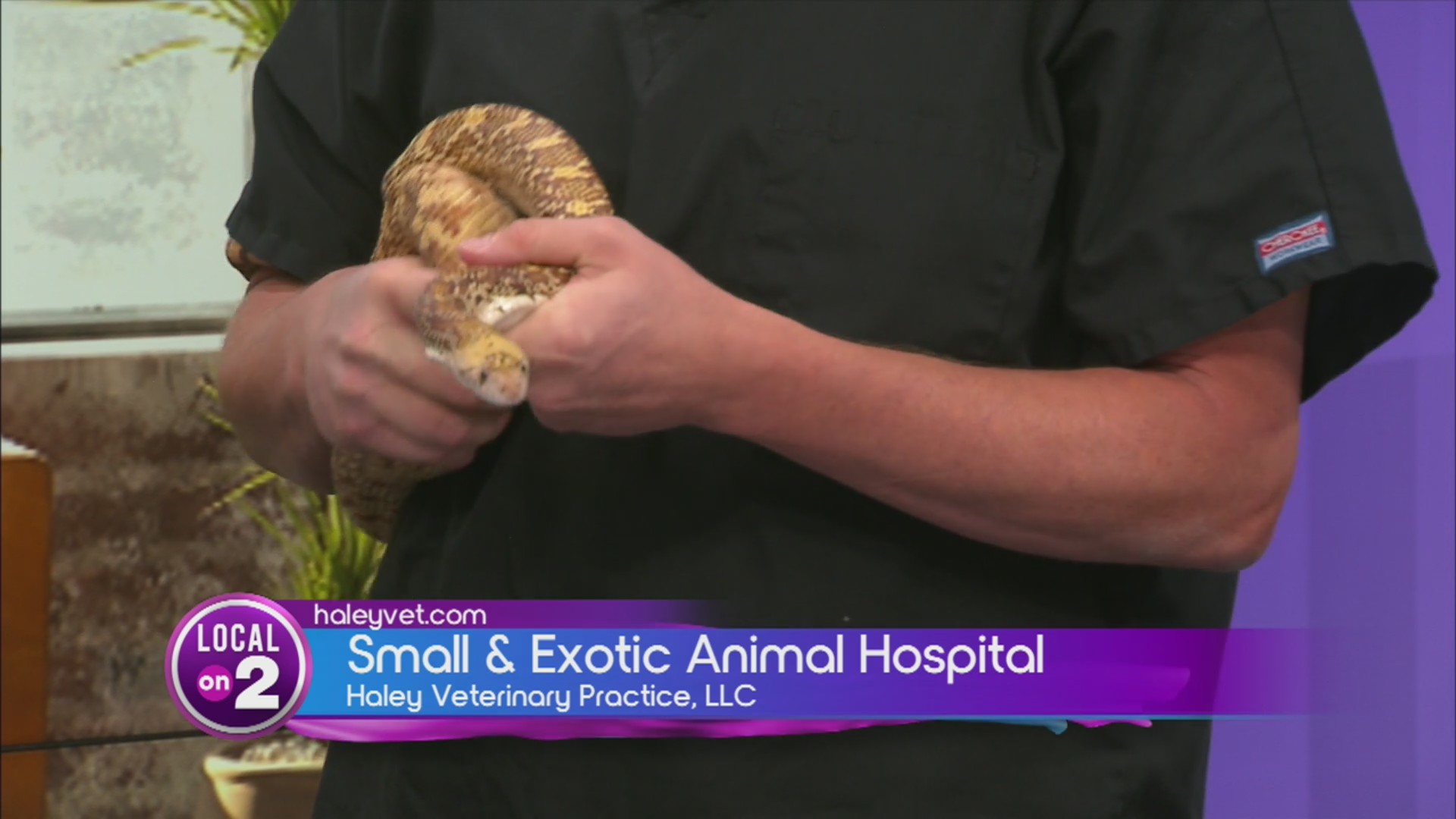 Haley Veterinary Practice, LLC: Caring for exotic animals