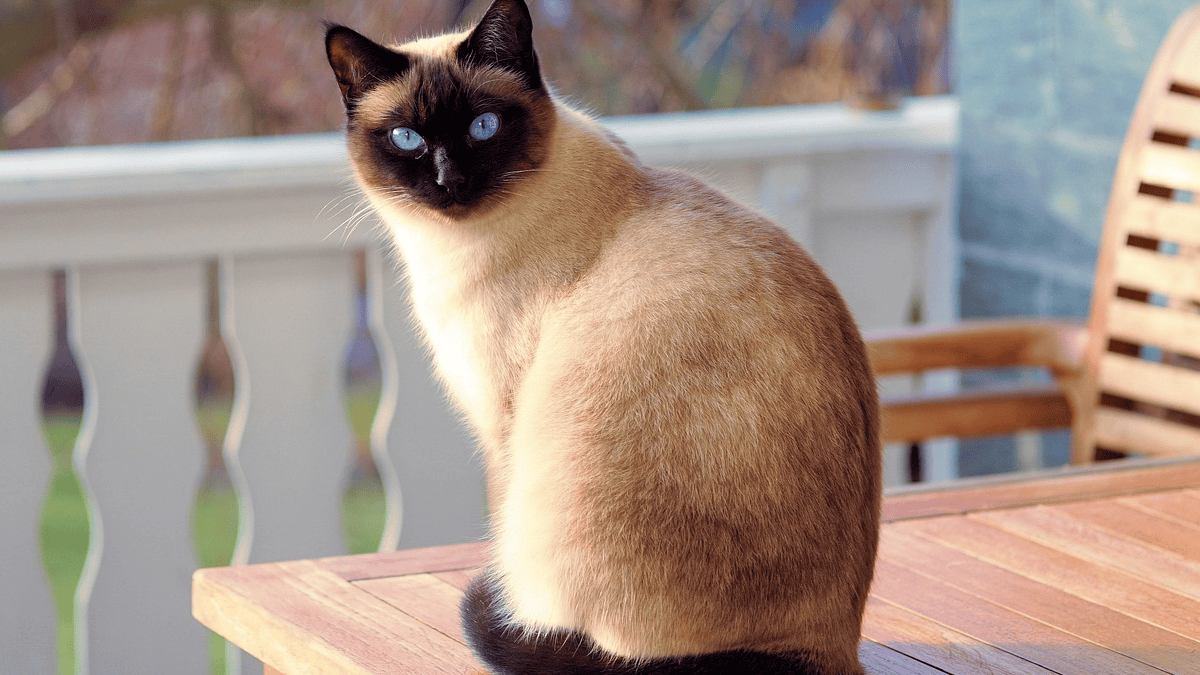 When your cat shows these 9 signs, it's likely that it feels safe with you
