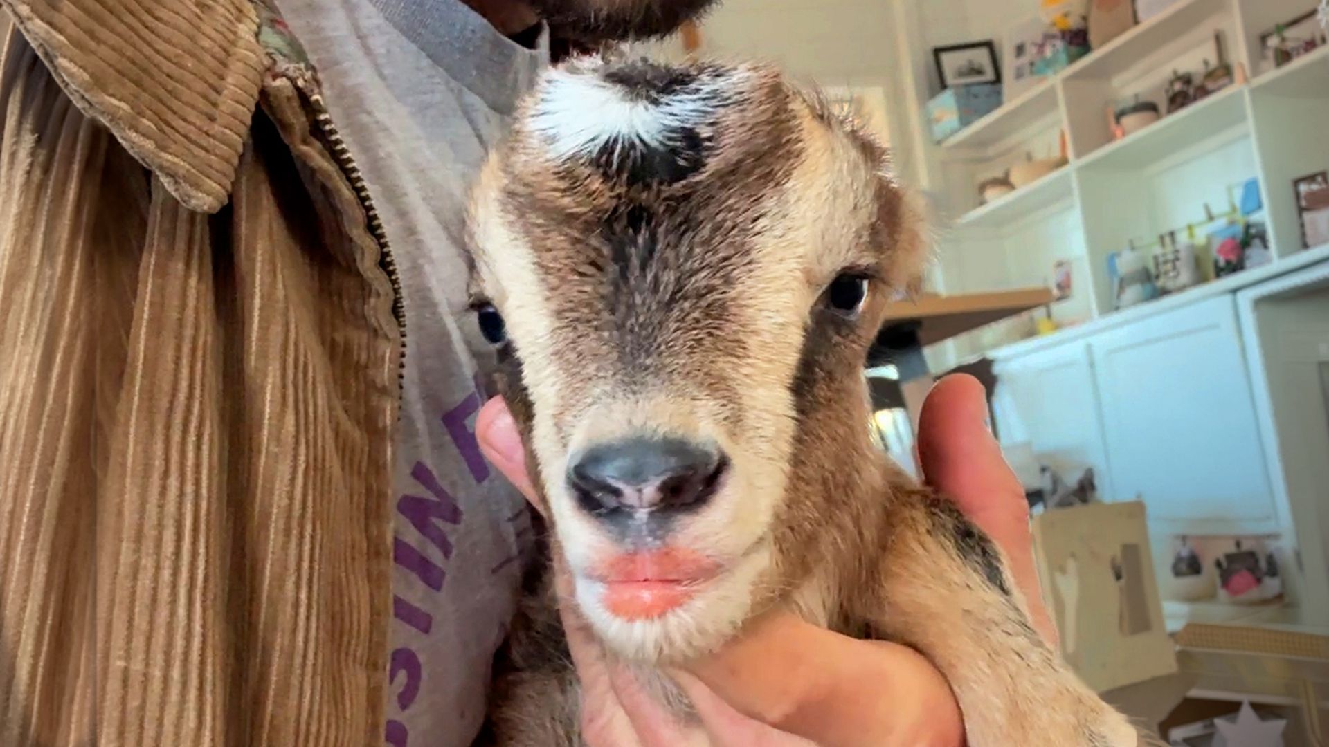 Baby goat with sepsis gets a second chance at life