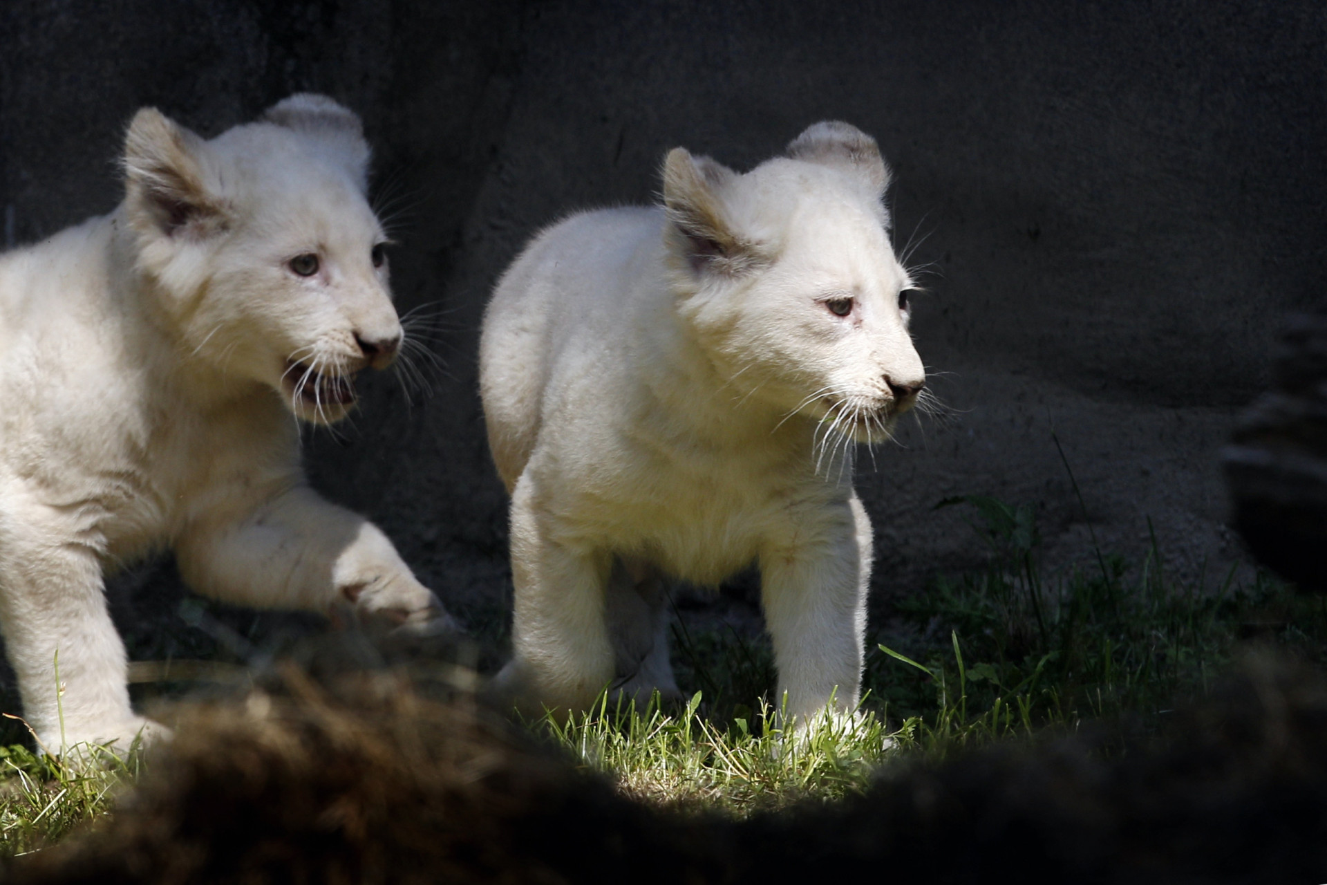 Take a look at these beautiful albino animals!