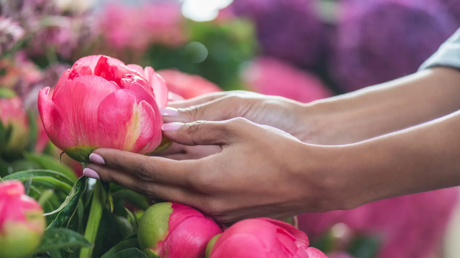 12 perfect companion plants for peonies that will transform your garden