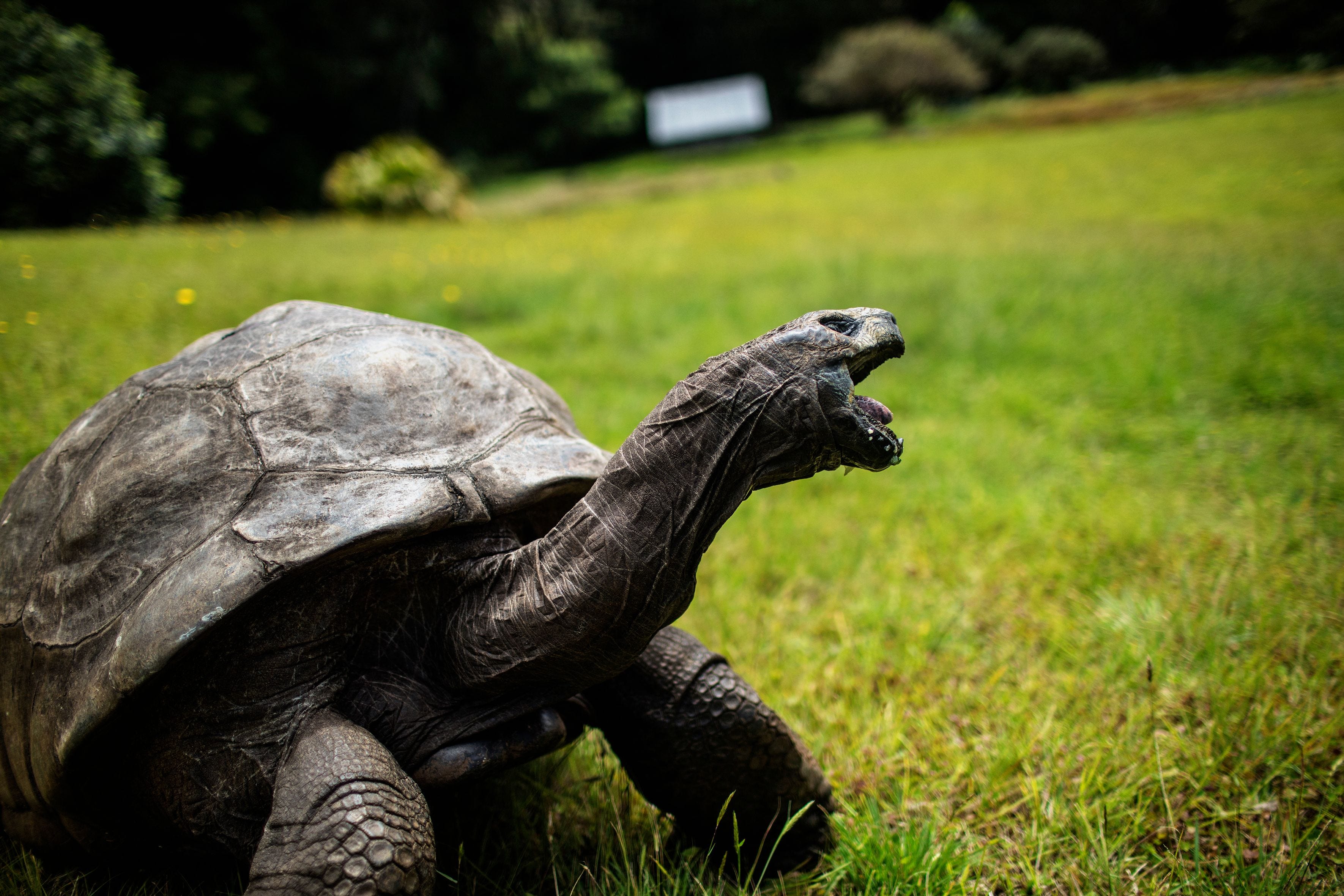 Yes, Jonathan the tortoise is still alive, and he's a Guinness icon now