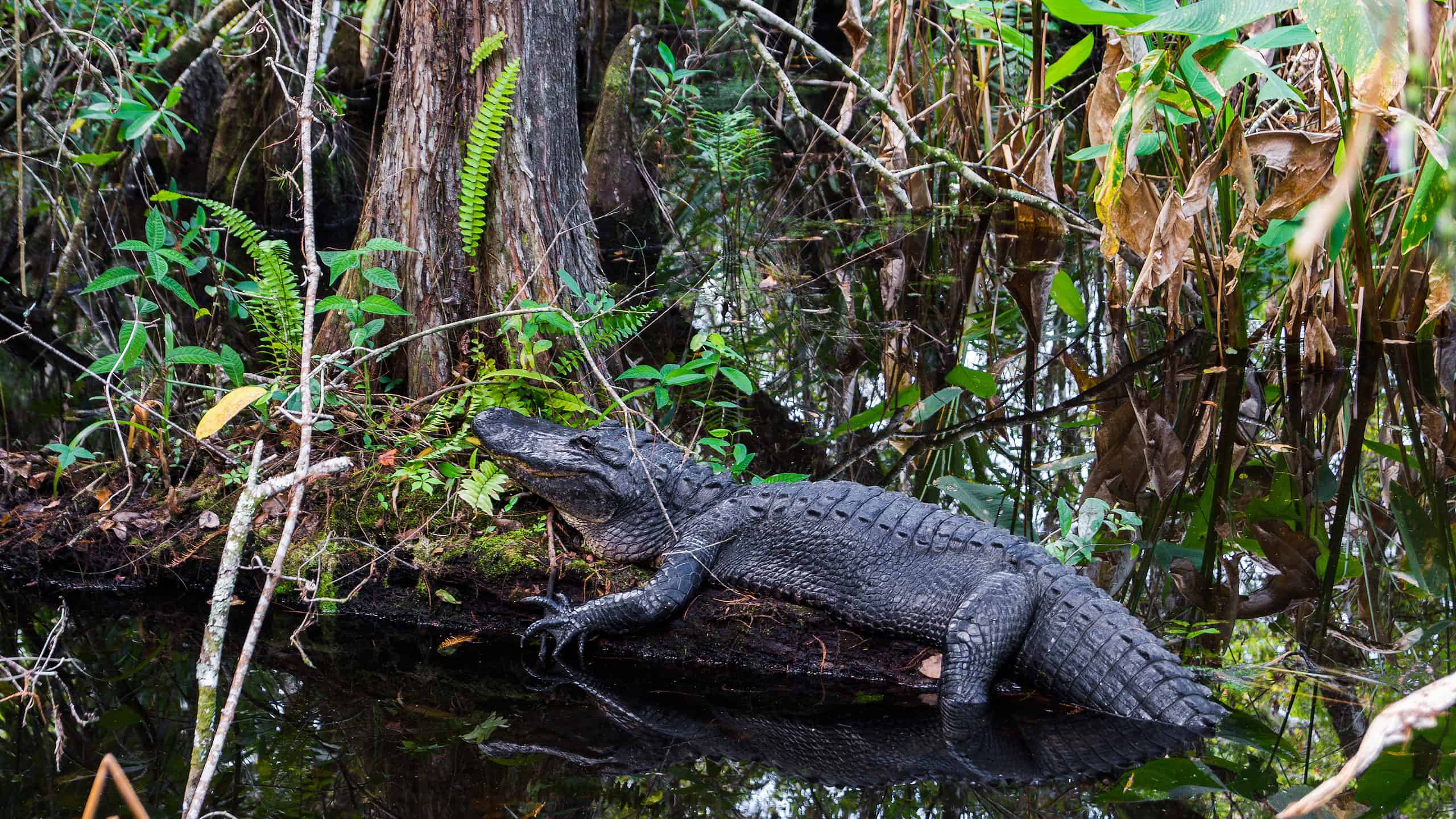 This massive alligator was heavier than a grand piano