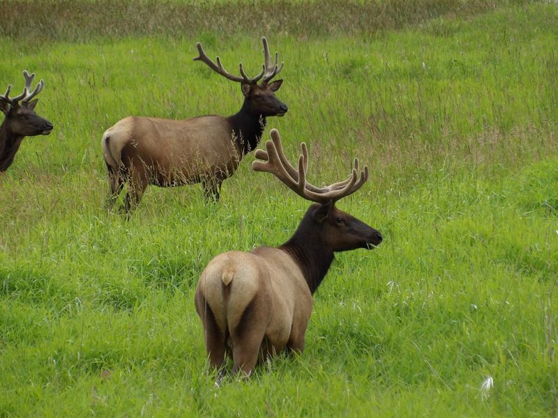This Oregon 1,040-acre wildlife spot lets you see massive elk herds up ...