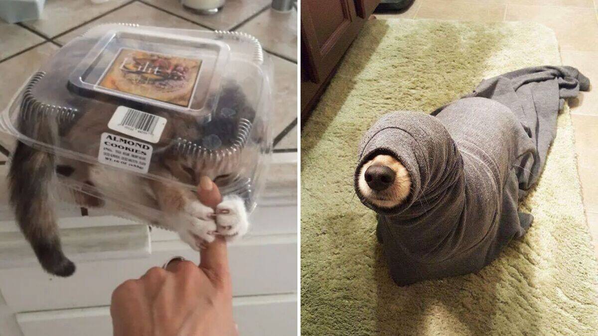 Wholesome and hilarious photos of pets
