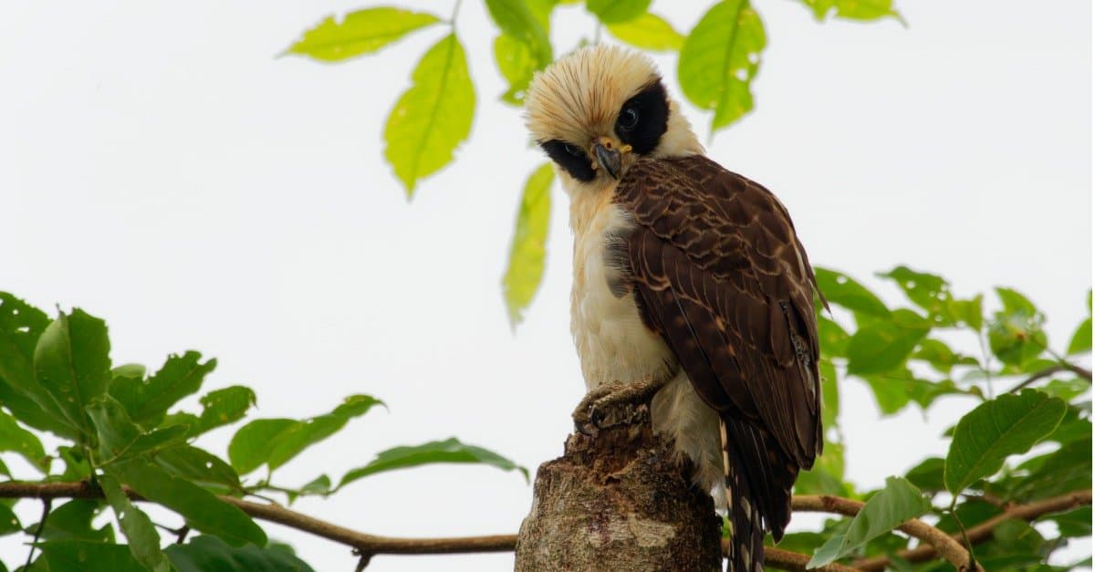 These 7 birds are known for hunting snakes