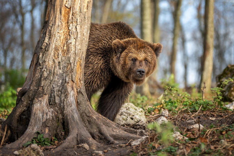 Adorable grizzly bear up close: Rare footage captivates animal lovers