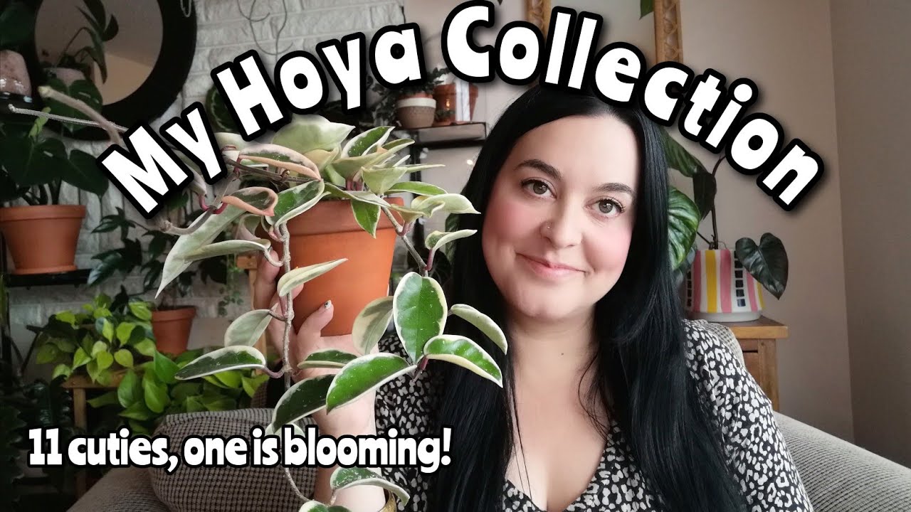 Hoya collection: 11 beautiful varieties and how I care for them
