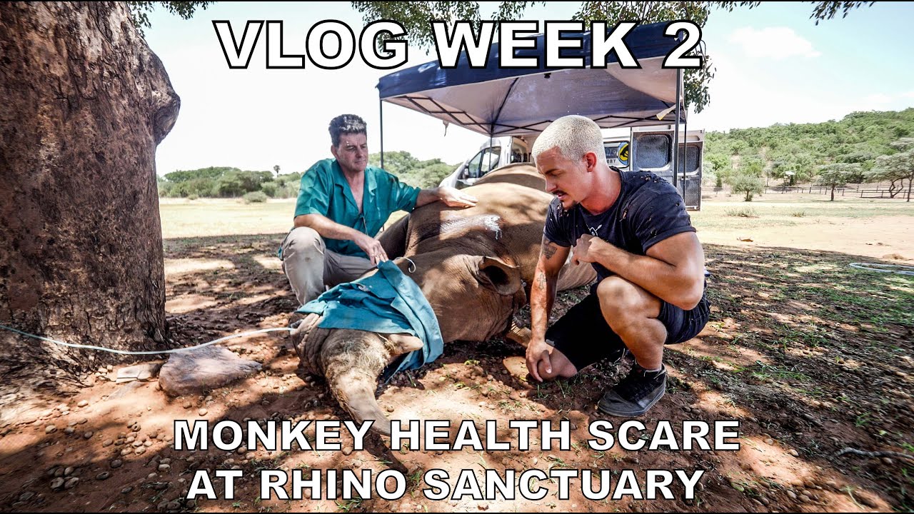 Witness a day at the rhino sanctuary!