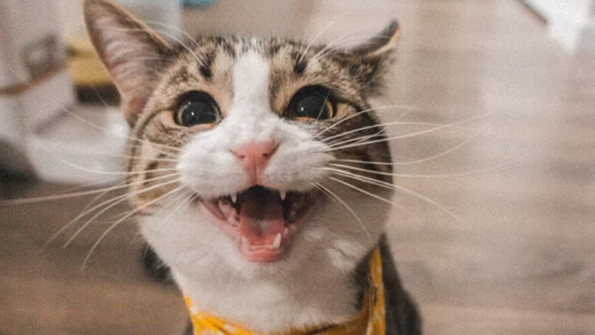 12 signs your cat is in love with you (and shows it every day)