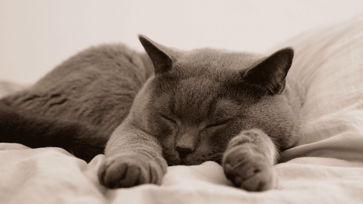 Did you know your cat dreams about you? 8 things cats do while they sleep