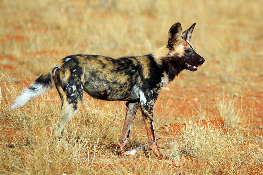 15 of the most beautiful dog breeds in the world