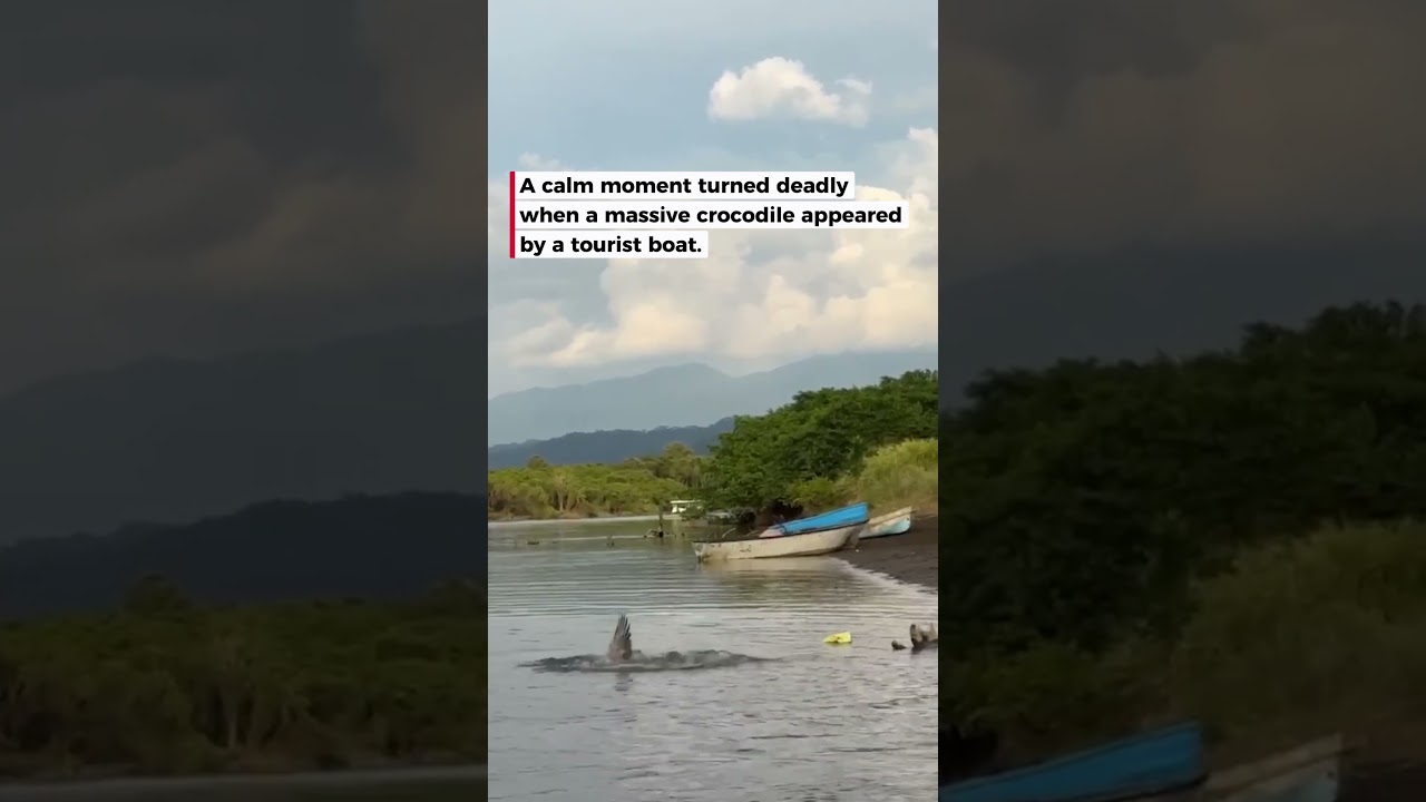 Heart-stopping encounter with a crocodile!