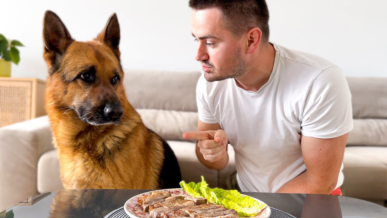 German shepherd pretends he is not looking at the steak