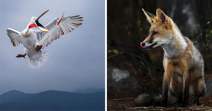 30 powerful animal photos that show wildlife from up close