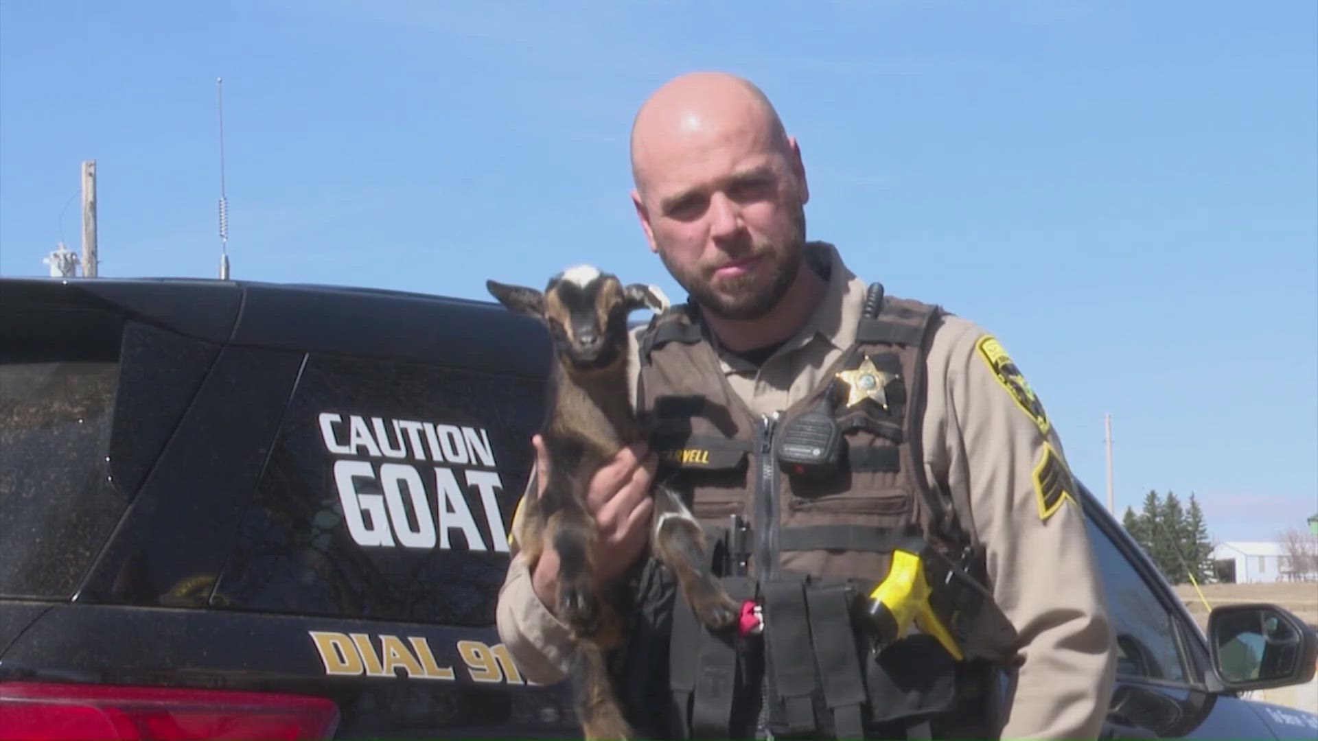 North Dakota sheriff's department swaps K9 unit for goats for April ...