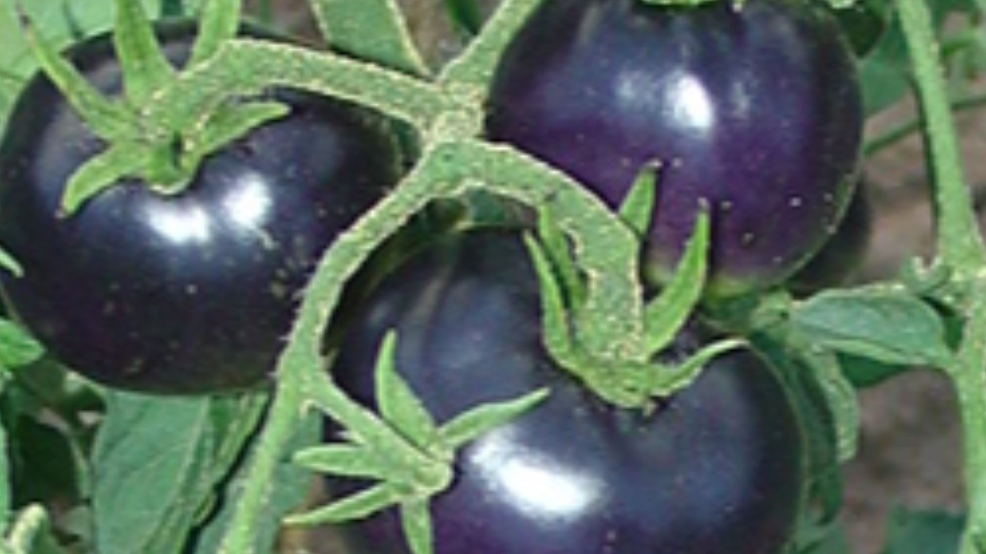 20 bizarre genetically modified foods that exist