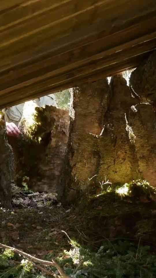 How to build a shelter under a fallen tree pro tips