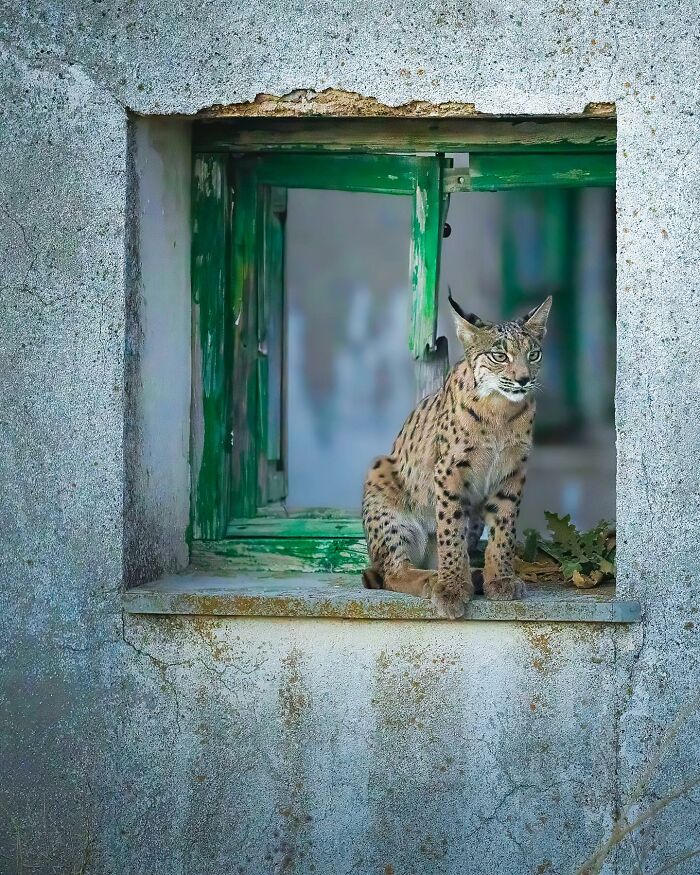 30 powerful animal photos that show wildlife from up close