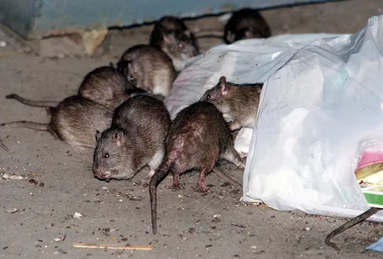 DC to fight rat epidemic with 'blitz' pilot program