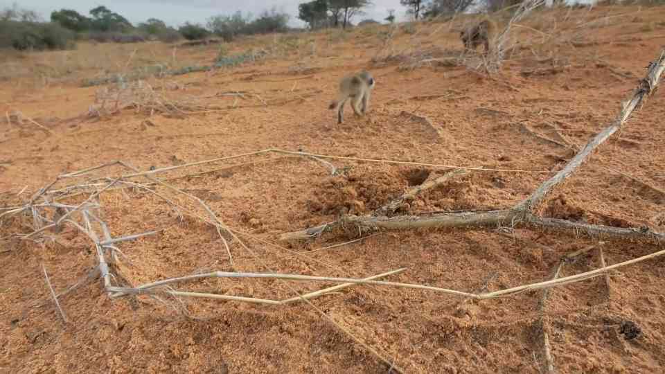 Training the next generation: Meerkat pups face the ultimate field test ...