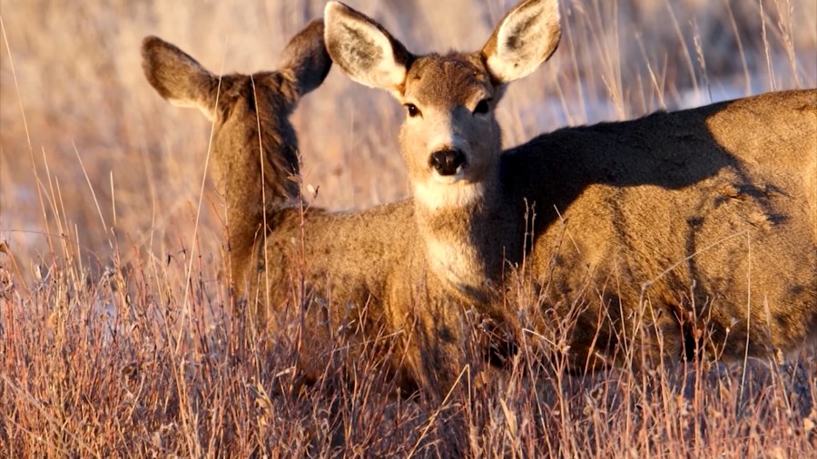 Hunting habitat program, Williston golf expansion, Battle of the Badges