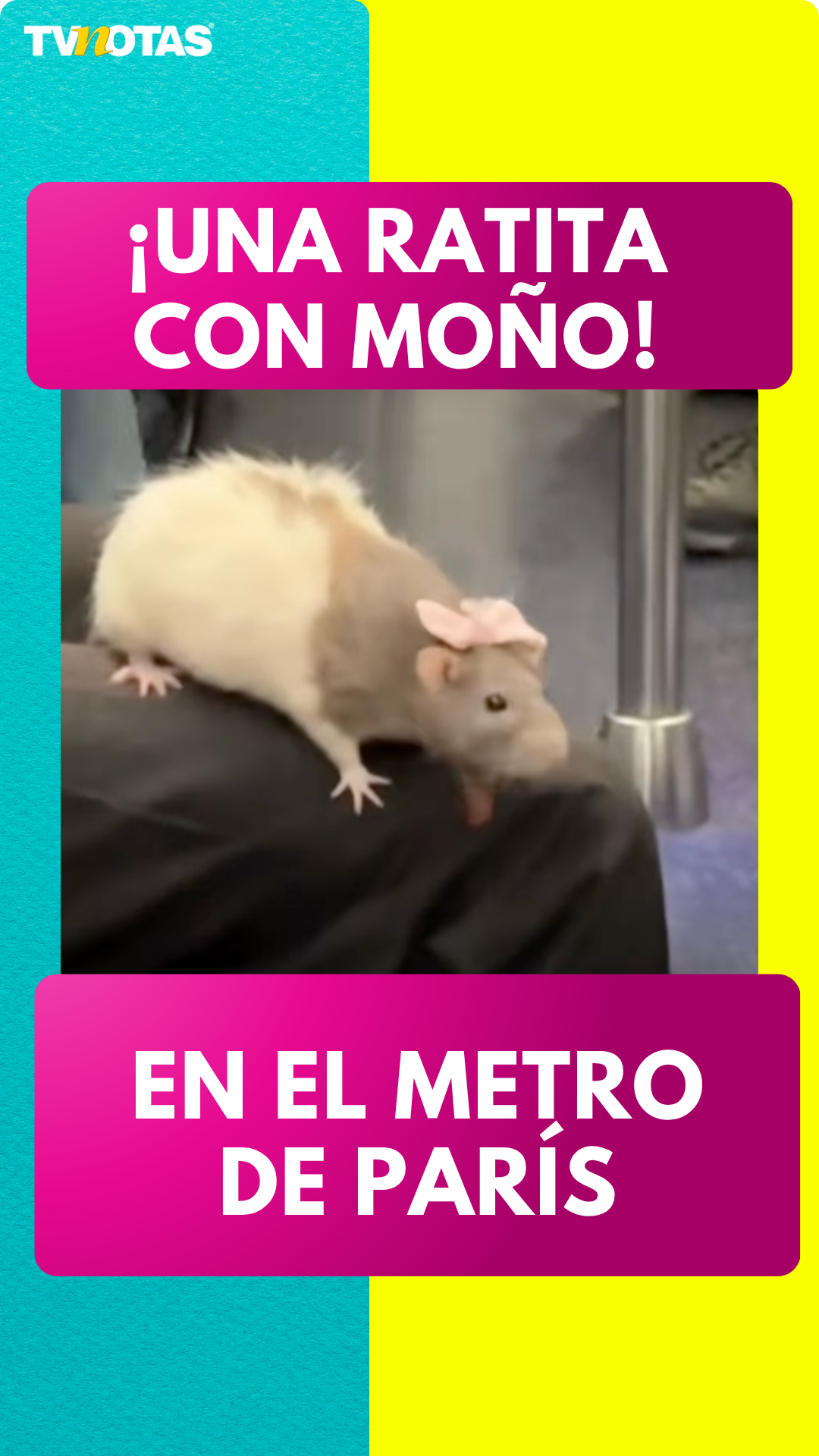 ¡Rata con moño en el metro de París! 😱 ¿Mascota o roedor callejero ...