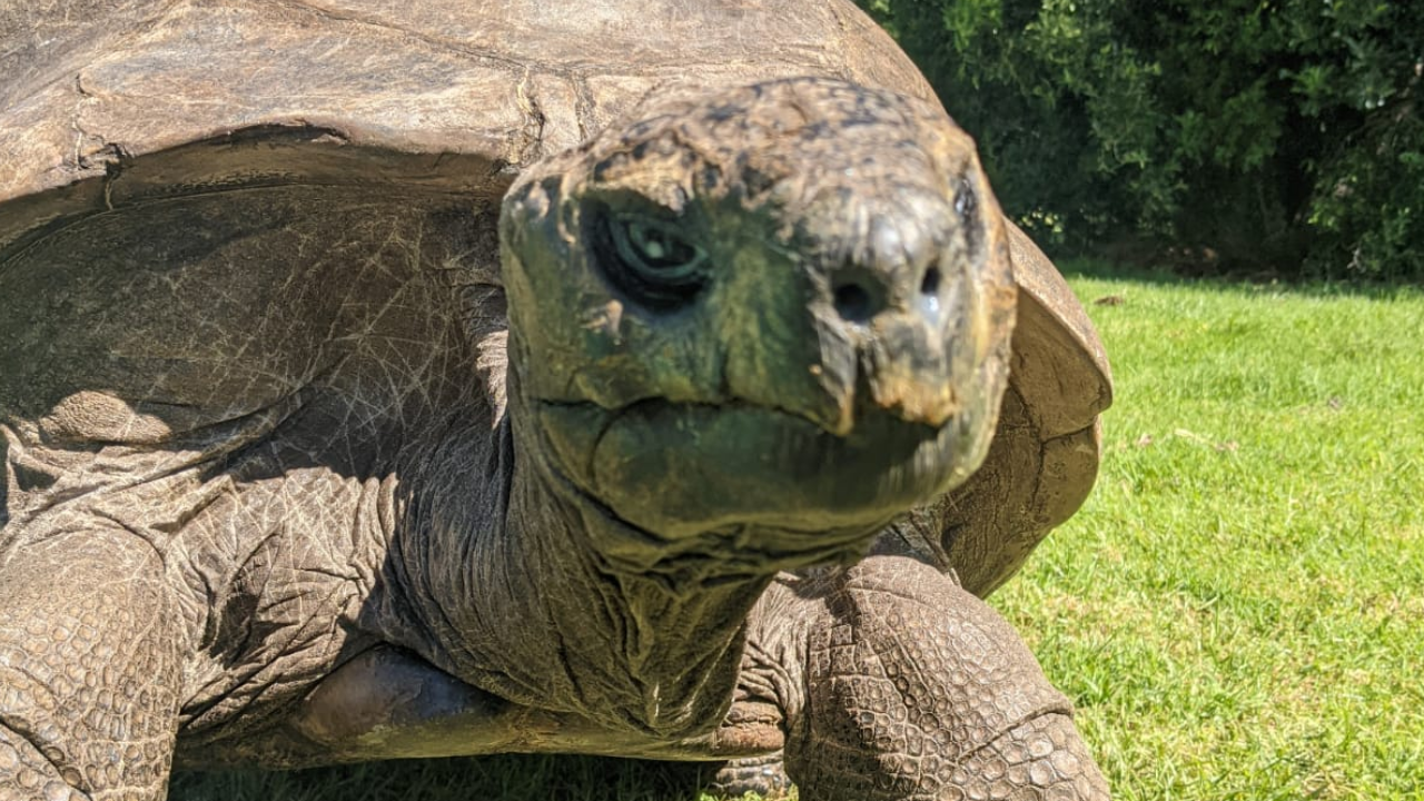 Jonathan the tortoise dies at 193: All about the world’s oldest known ...
