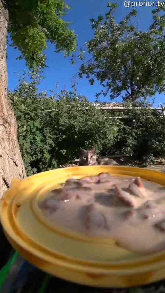 Cat rides around on RC wheels