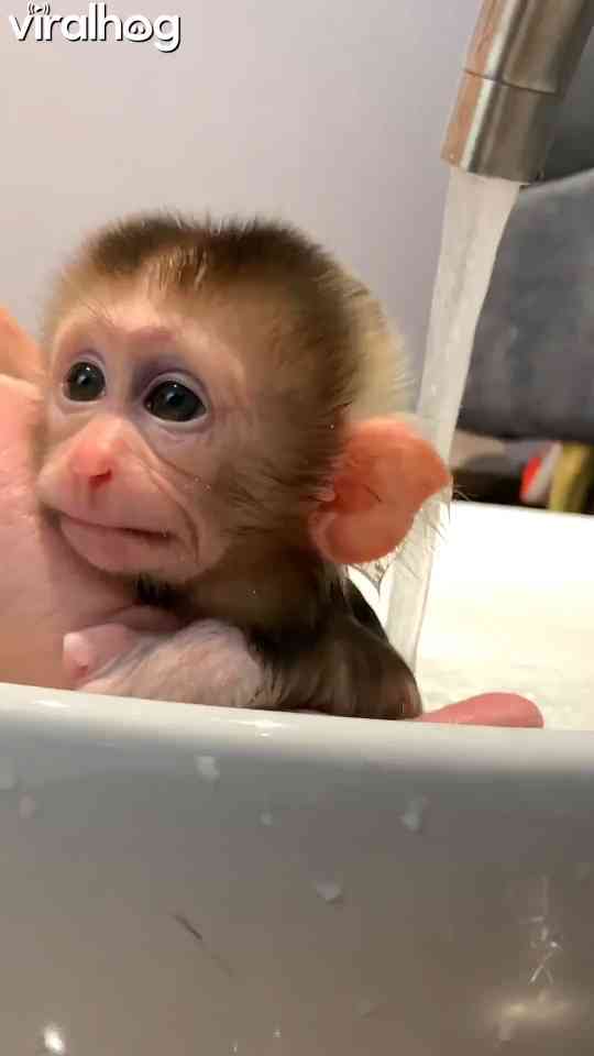 Little monkey baby enjoys a bath