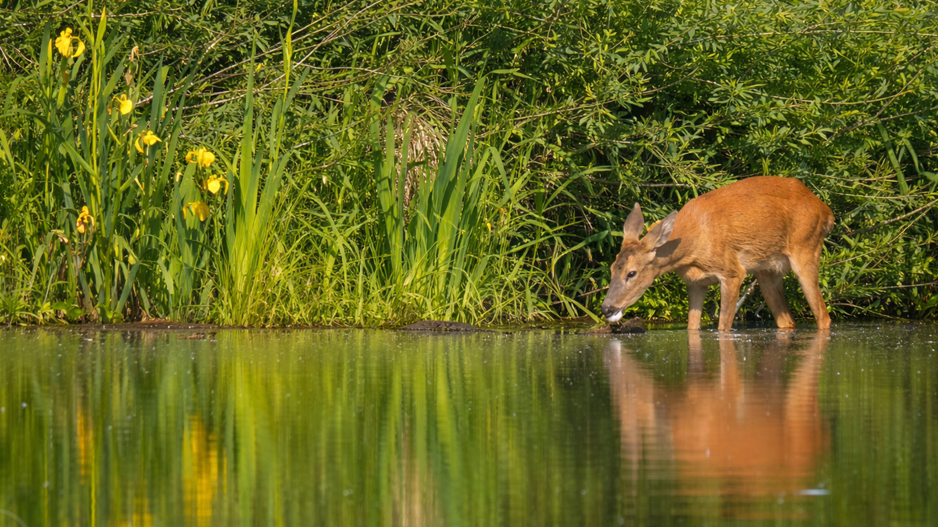 Hidden camera shows a deer crossing a still water surface