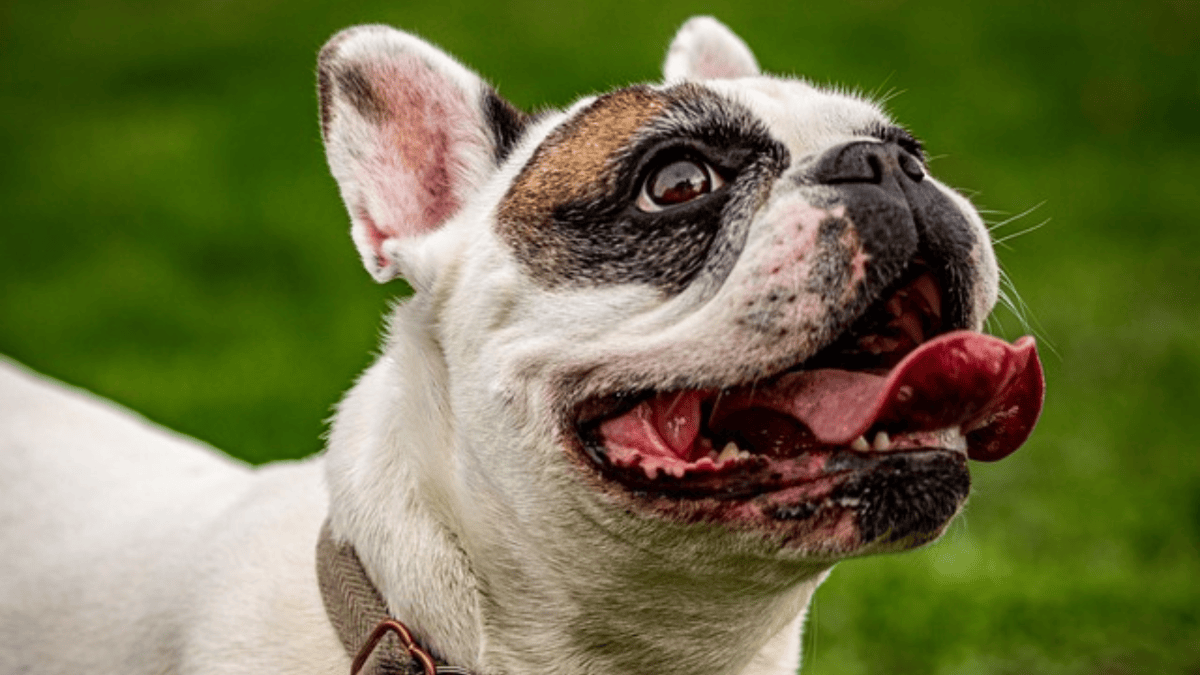 10 things you and your French bulldog secretly have in common