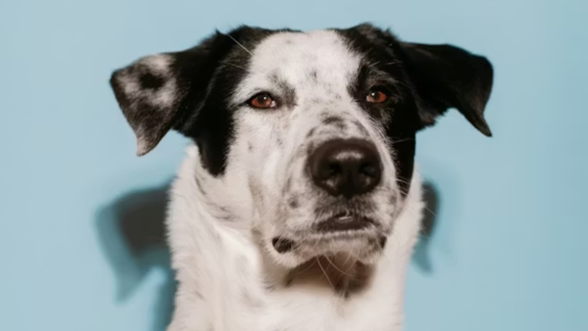 What your dog thinks when you talk to it like it's human