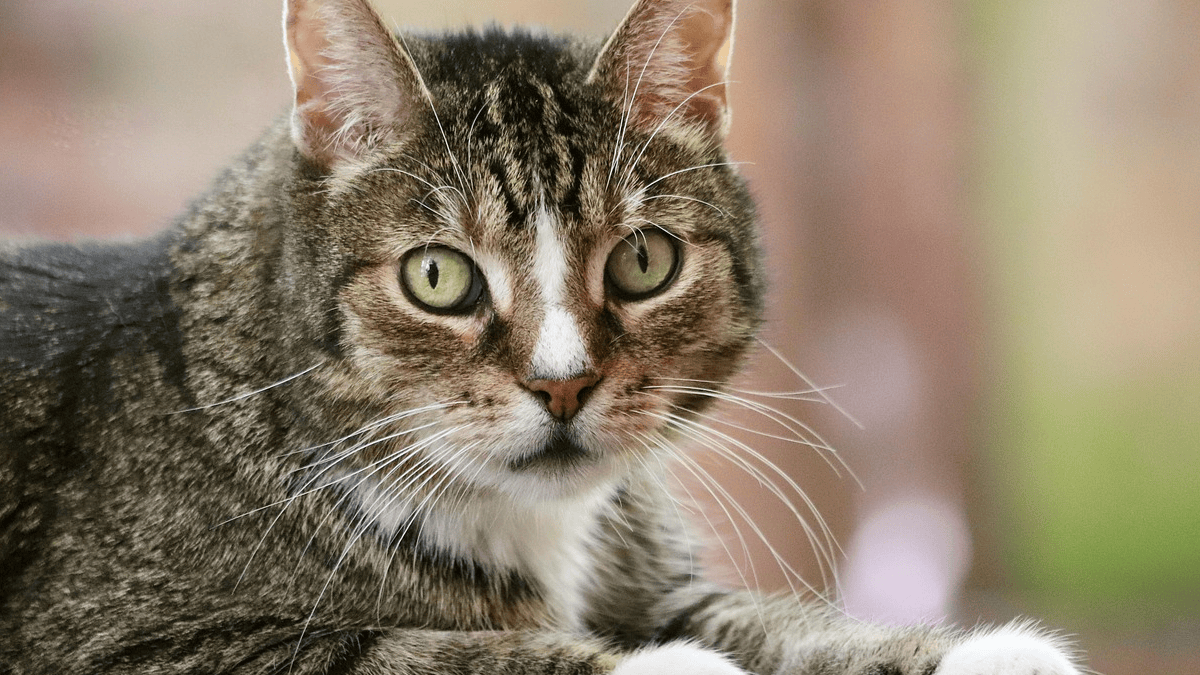What your cat thinks when you talk to it like it's human