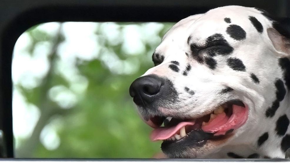 Fire company mourns loss of longtime mascot Elvis FireDog