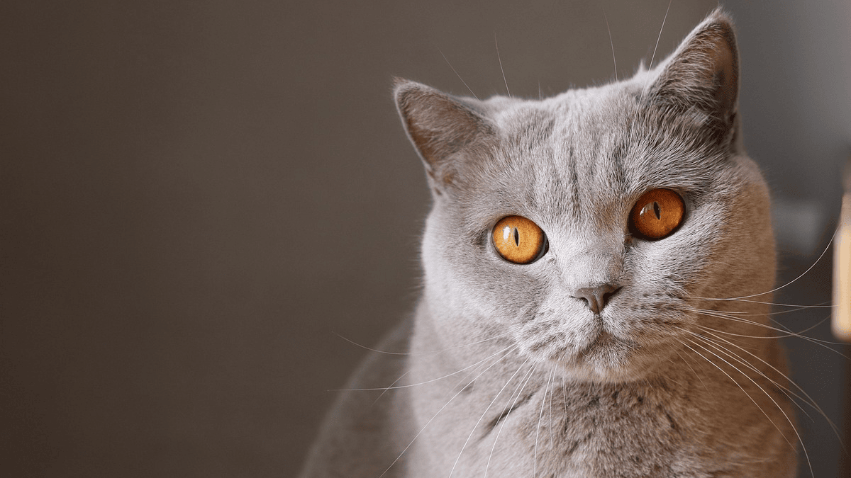 10 reasons why veterinarians recommend having a cat at home