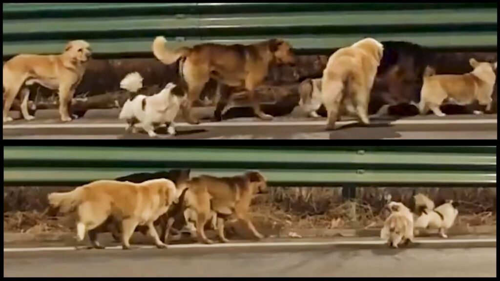 Heartwarming 'lost dogs' story goes viral, then revealed as completely fake