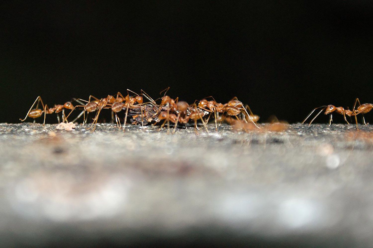 Do coffee grounds actually keep ants off your porch?