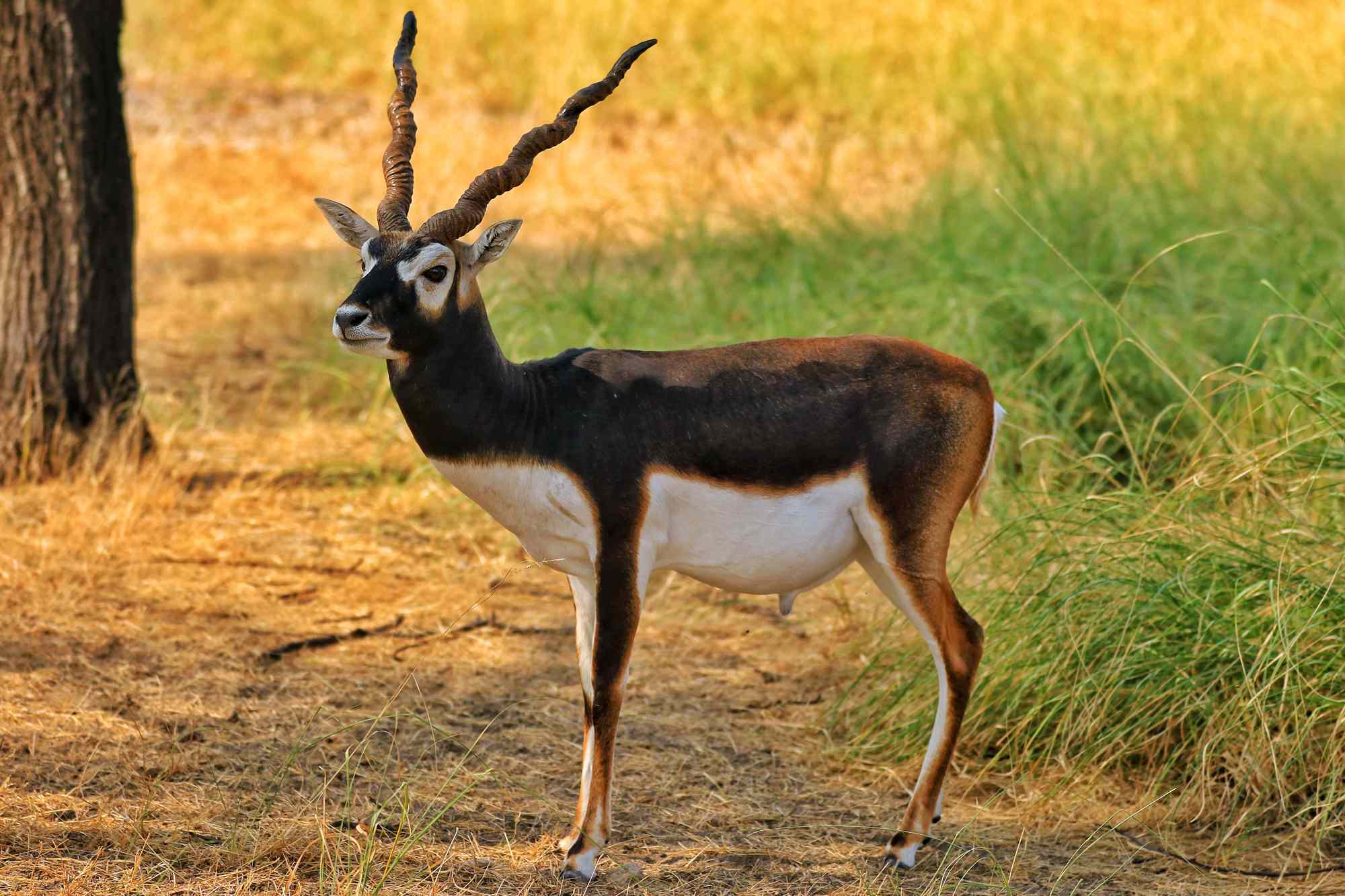 Young antelope shot dead by unknown gunman at world's oldest zoo: Report
