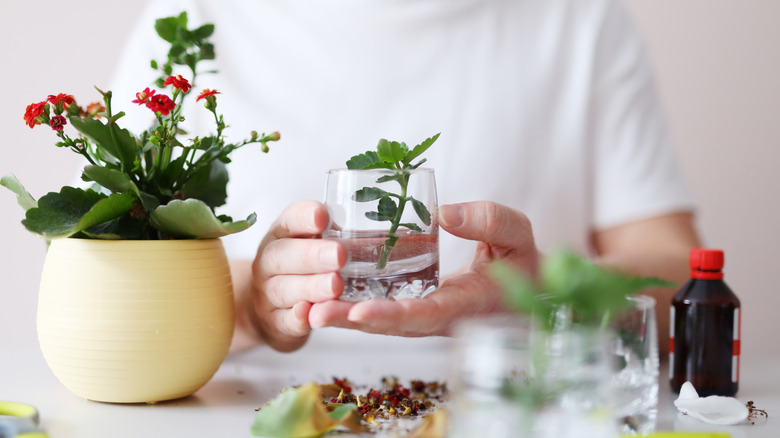 12 common downsides of propagating plants in water