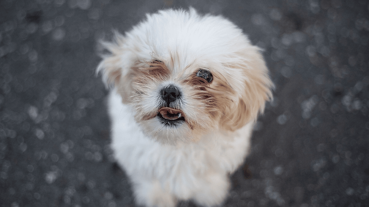 10 amazing things your dog will do before showing he loves you