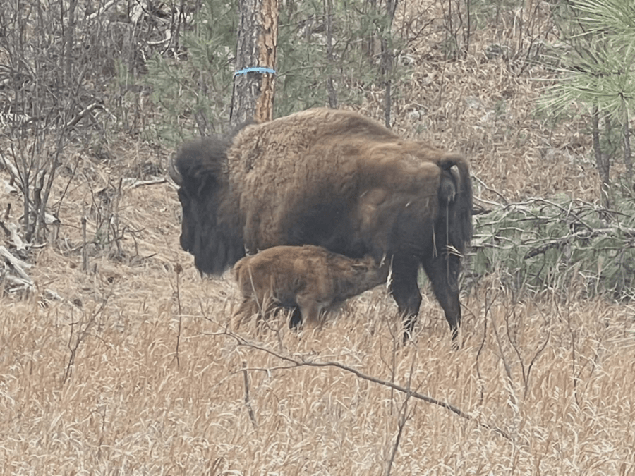Custer State Park bison is now getting relocated after fatal incident