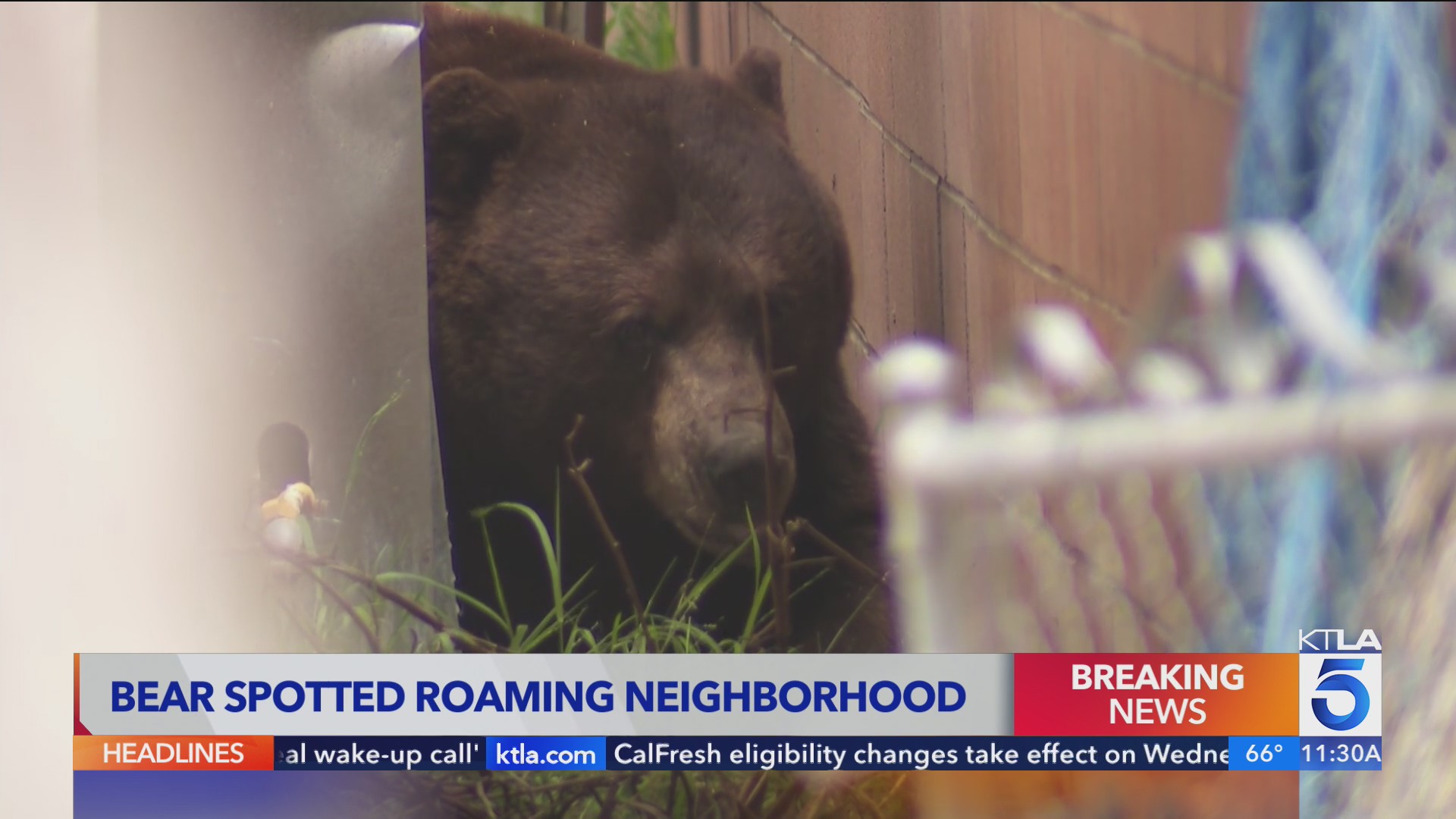 Bear spotted roaming Fillmore neighborhood, creating excitement for ...