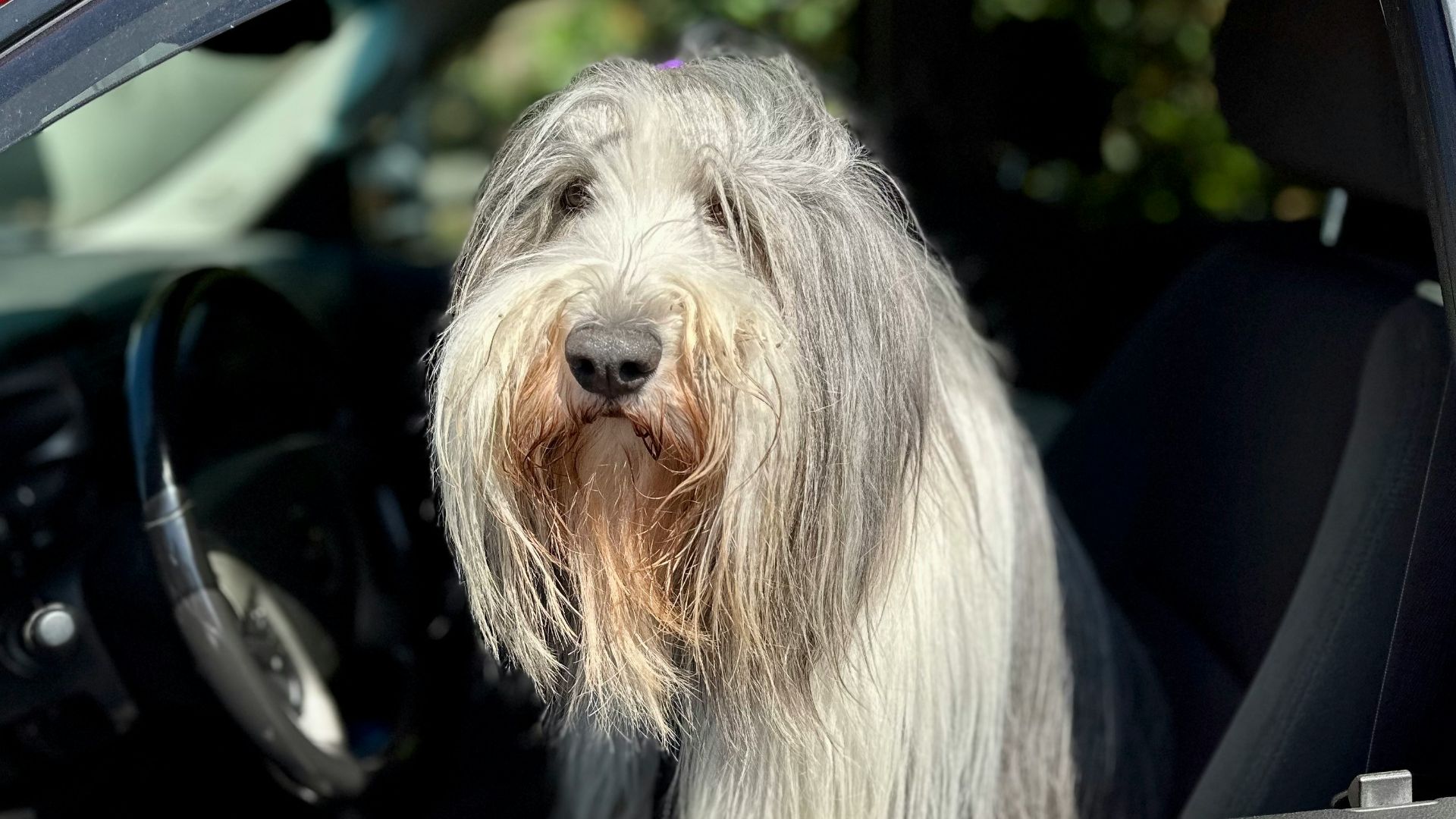 20 things your car clutter reveals about you