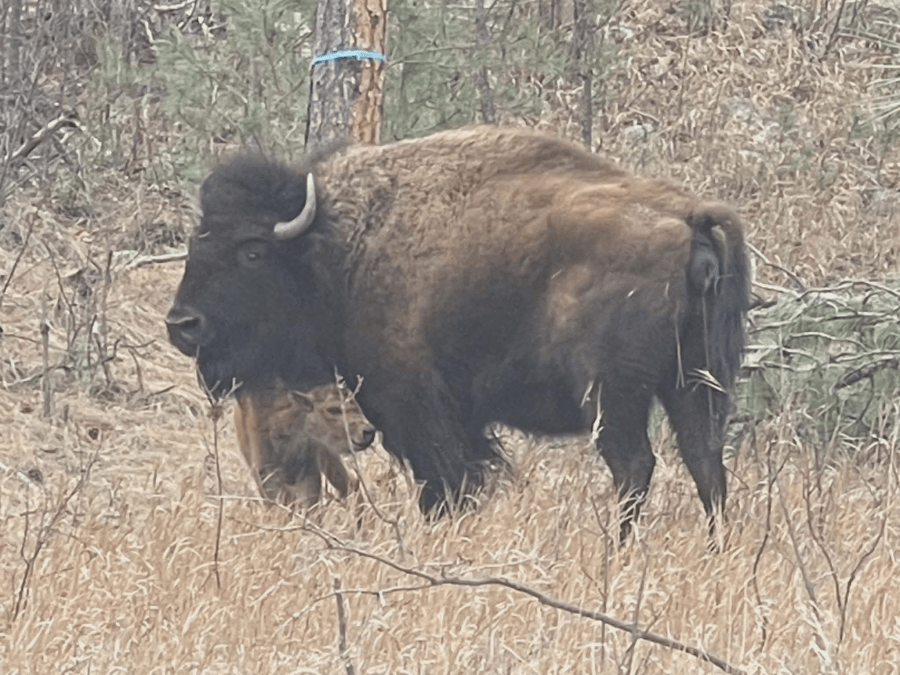 Rosebud Sioux Tribe: “It’s our duty” as bison enters care